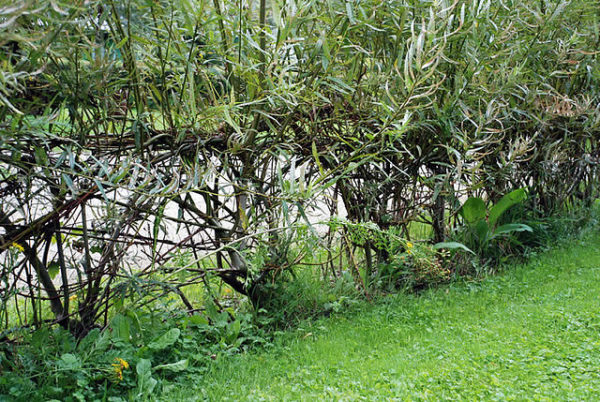 La Magie Du Saule Tressé Dans Votre Jardin Eveil Et Nature
