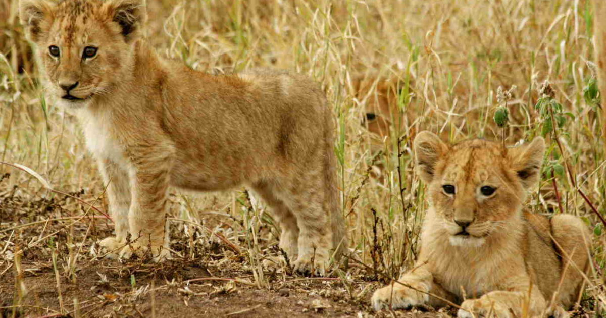 Empreintoscope des animaux de la savane